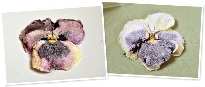 How To Make Candied Violets - Ciao Chow Linda